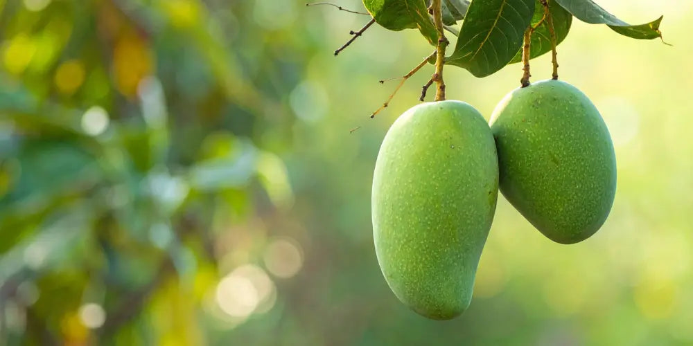 Keitt Mango Interesting Facts – Dolce Frutti