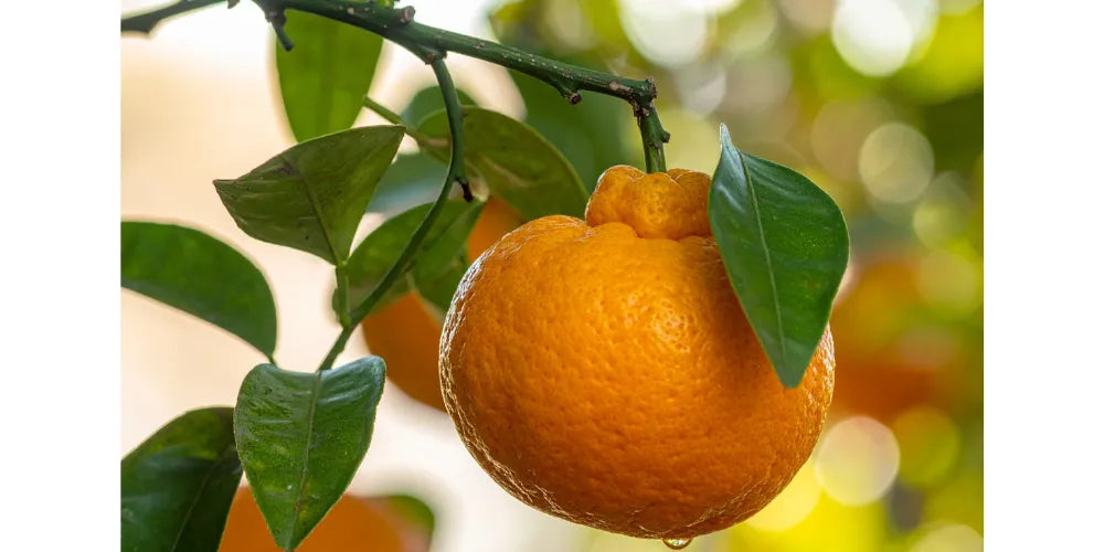 Minneola Tangelo - information and Interesting Facts – Dolce Frutti